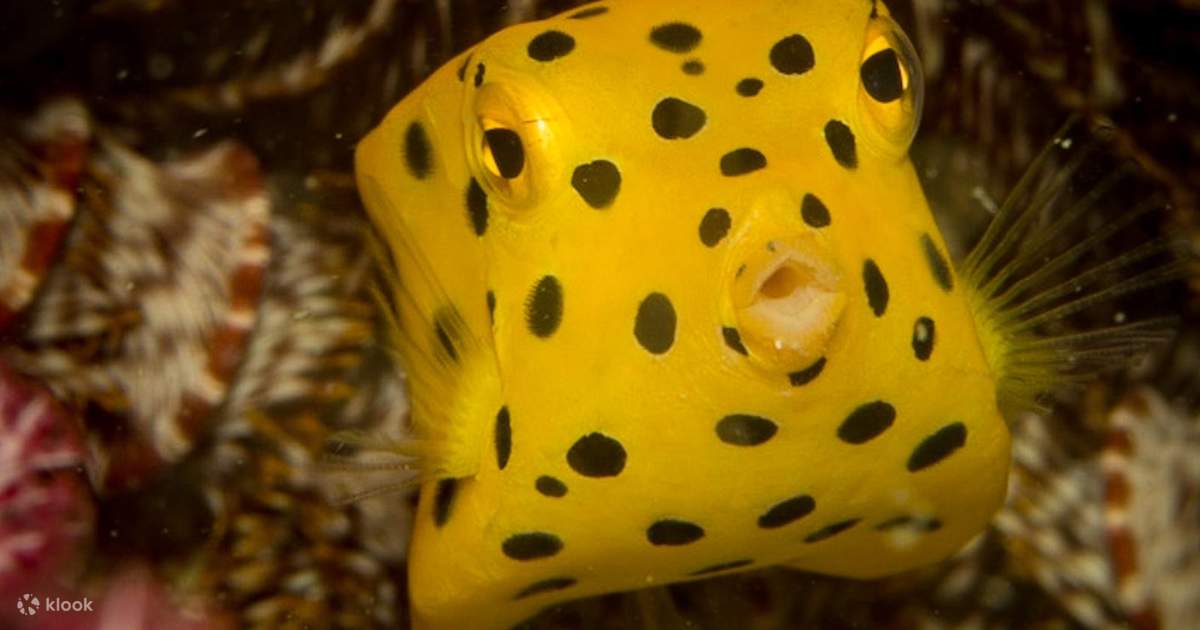 Tham gia 2 chuyến lặn biển dành cho thợ lặn được chứng nhận, Koh Lipe ở Satun - Klook Việt Nam